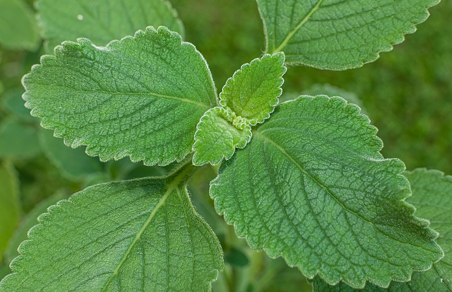 Tapete de Oxalá (Boldo) - Tenda de Umbanda Luz e Caridade - Tulca