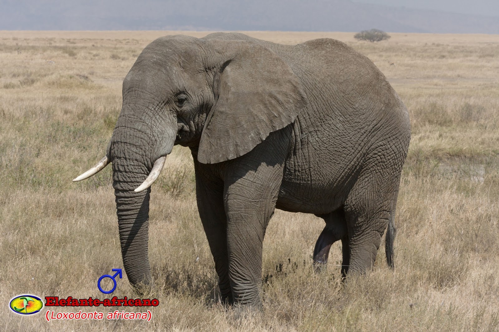 Zoologia: Elefante-africano (Loxodonta africana)
