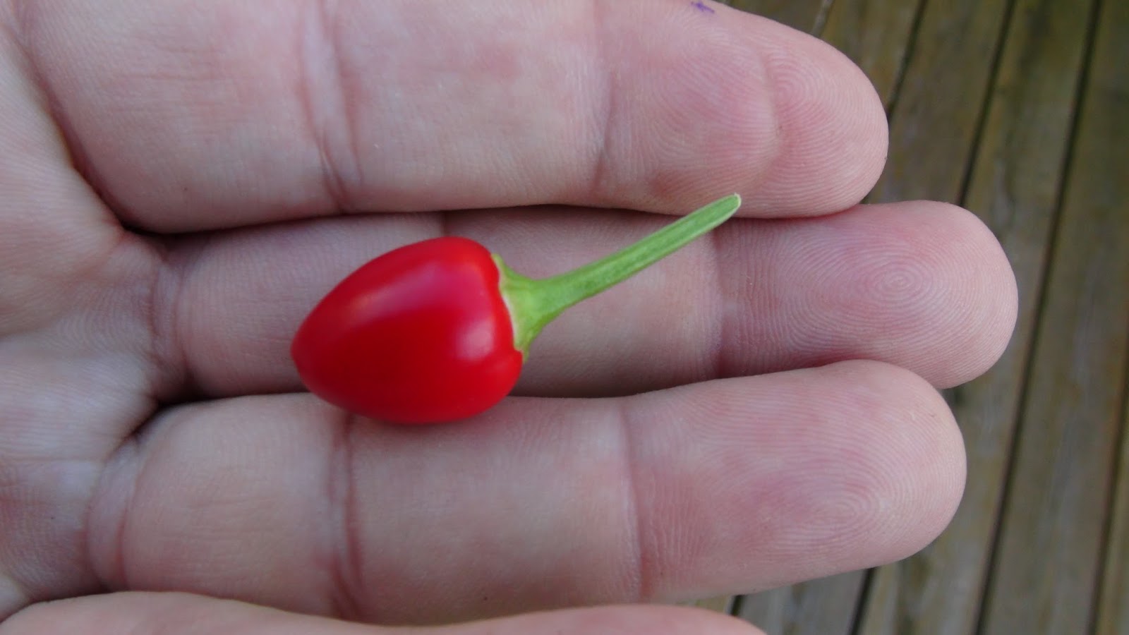 POD REVIEWS : HOT TO SUPER HOT TO SWEET PEPPERS: ..............HOT ...