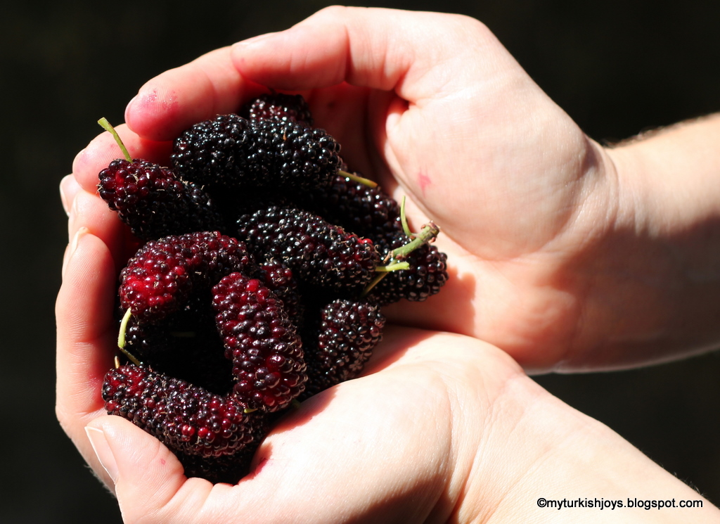 Turkish Joys: Dut ~ My Traveling Joys