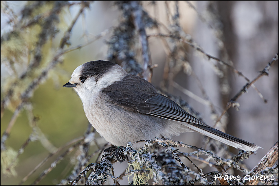 March 2018 - Travels With Birds