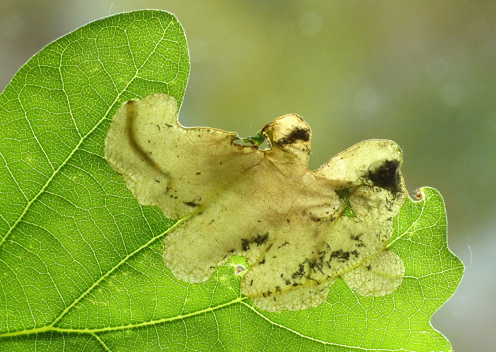 Charlie's moths of Calderdale.: ERIOCRANIIDAE
