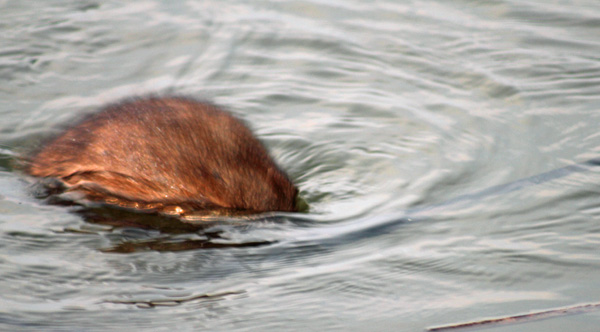 Explore Missouri: Muskrat---Missouri's little water rodent