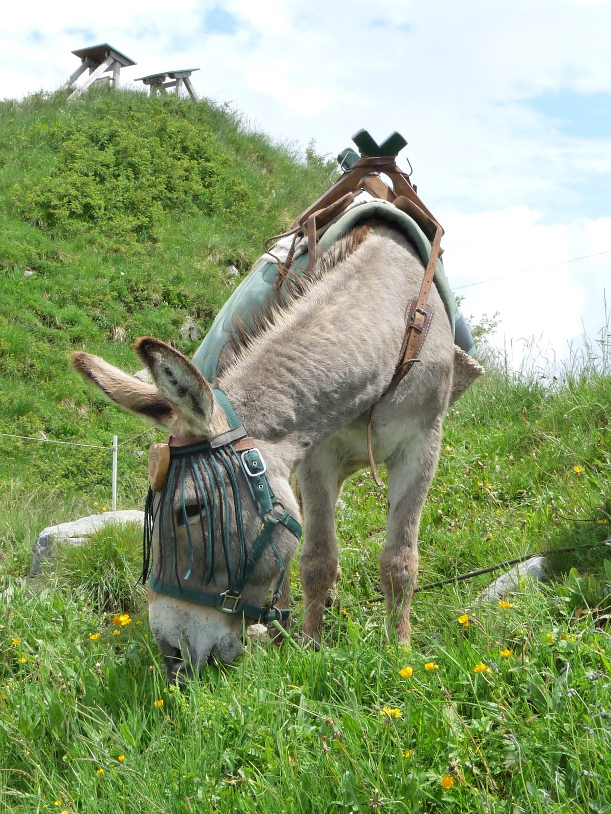 Ânes et Alpages: Les ânes