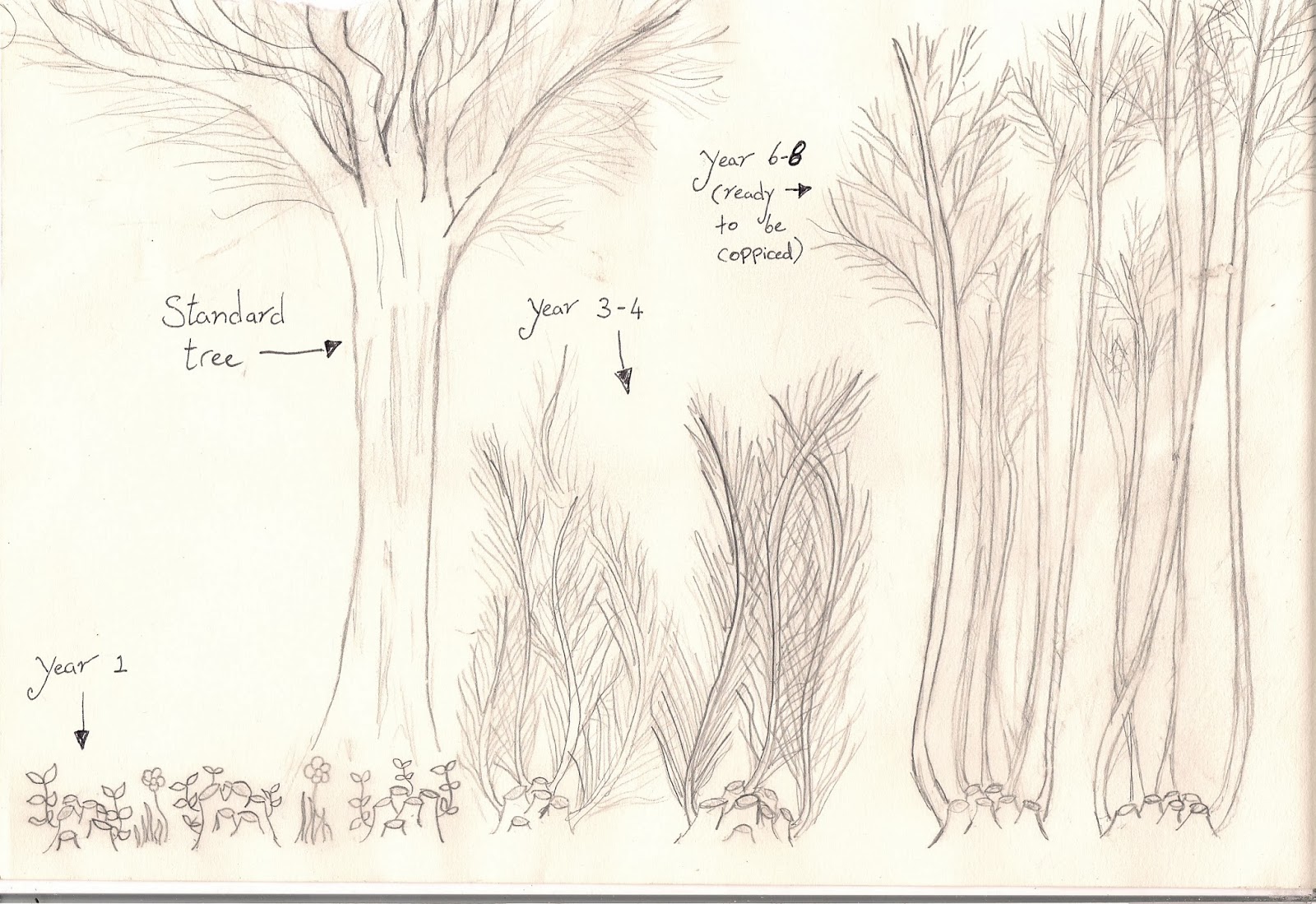 Underwood: The Art of Coppicing