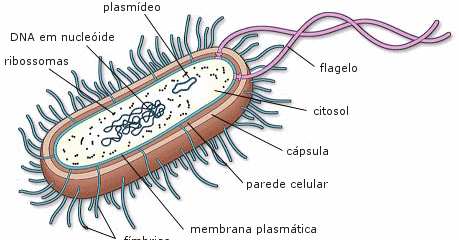 Biologia ♥: Esquema Estrutural das Bactérias: