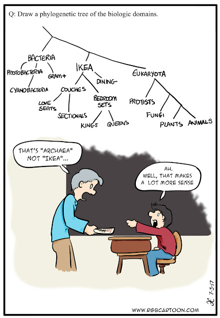 The Genealogical World of Phylogenetic Networks: Phylogenetics for the ...