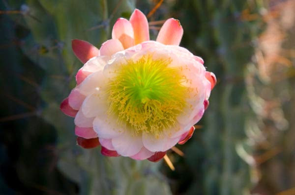 Koleksi Tanaman Hias: Bunga Kaktus (Cactus Flowers) - part 2