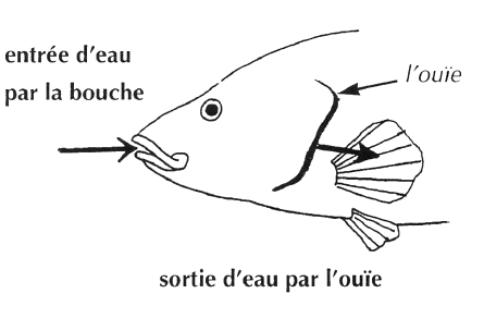 Comment ça respire un poisson?