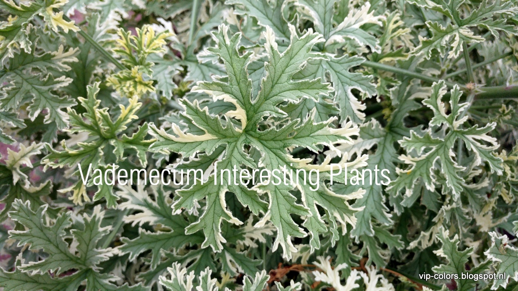 Vademecum Interesting Plants: Pelargonium graveolens - Pelargonia ...
