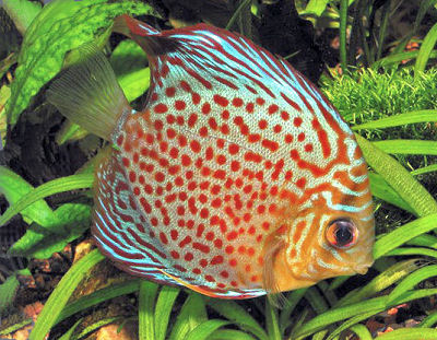 Discus | Fish Info and Photos | The Wildlife