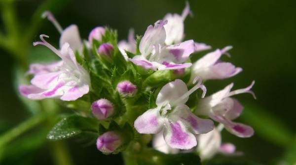 Gocce D'Aurora: Il timo: proprietà