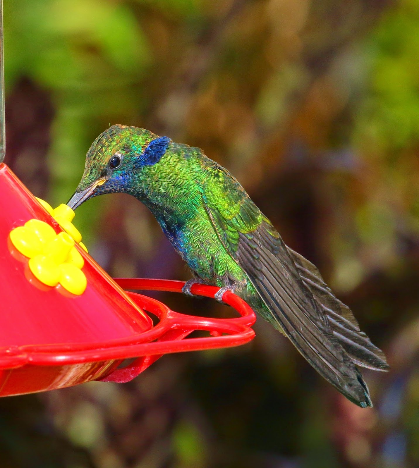 Nuestro bello mundo...: Hummingbirds, Colibris, Pictures taken in El ...
