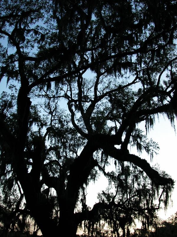 Marly Youmans / The Palace at 2:00 a.m. / poems, stories, novels ...