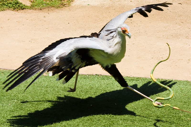 Secretario (Sagittarus serpentarius)