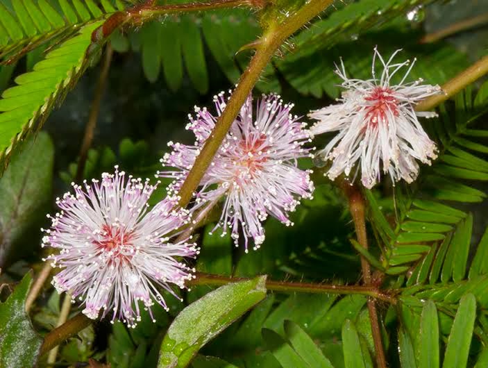 Flora de Puerto Rico Ilustrada Papo Vives: MIMOSACEAE MIMOSA PUDICA ...