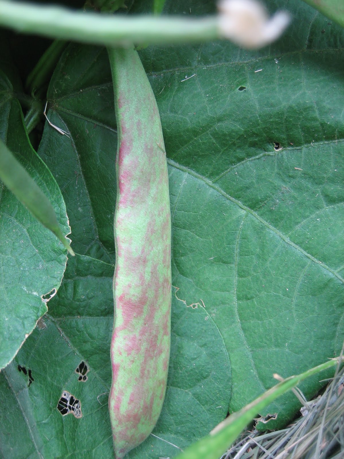 The Tacoma Kitchen Garden Journal: Horto Beans