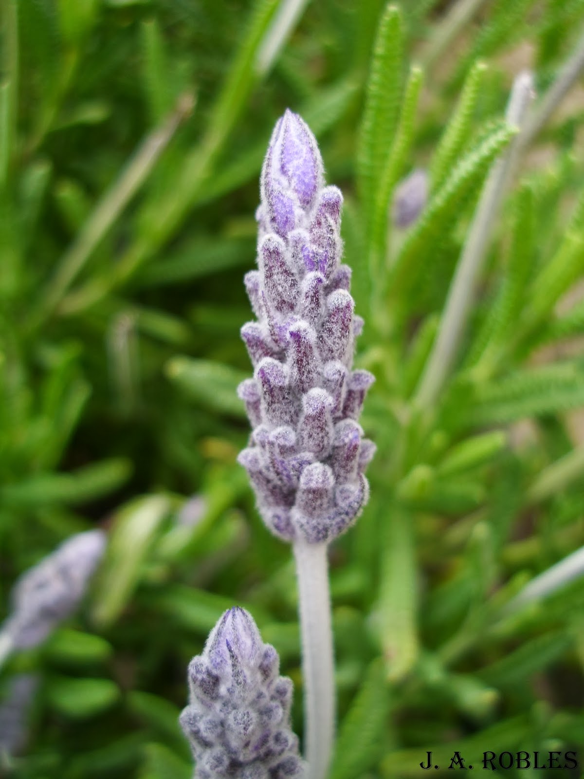 Silencio verde, la vida...: Lavandula dentata (lavanda dentada ...