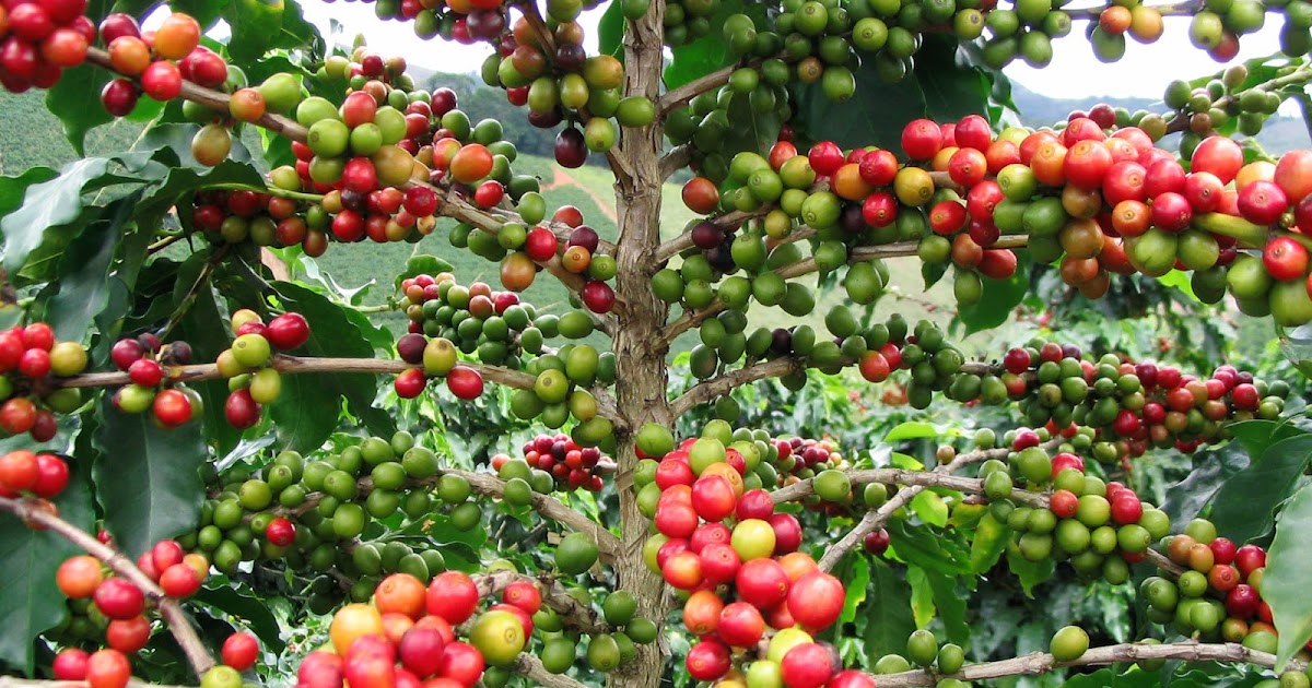 Compartiendo mi opinión: Café salvadoreño entre los 10 mejores del mundo