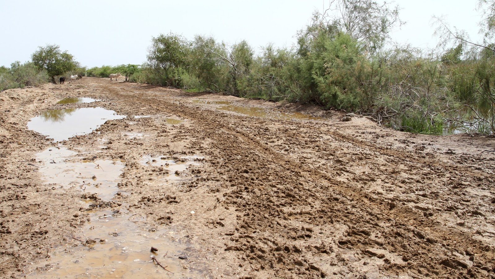 27, après la pluie: c'est la gadoue, la gadoue - et les Courlis en ...
