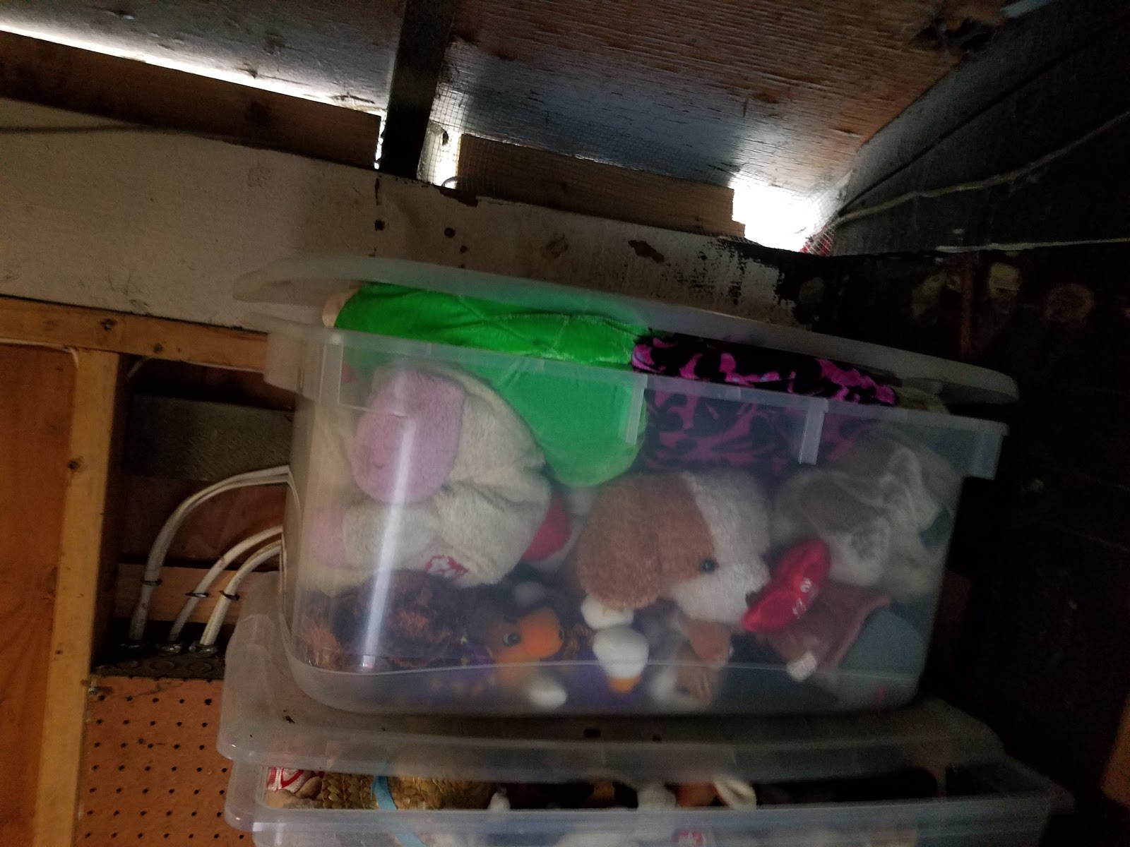 seattle exterminators: How much does it cost to get rid of rats? How ...