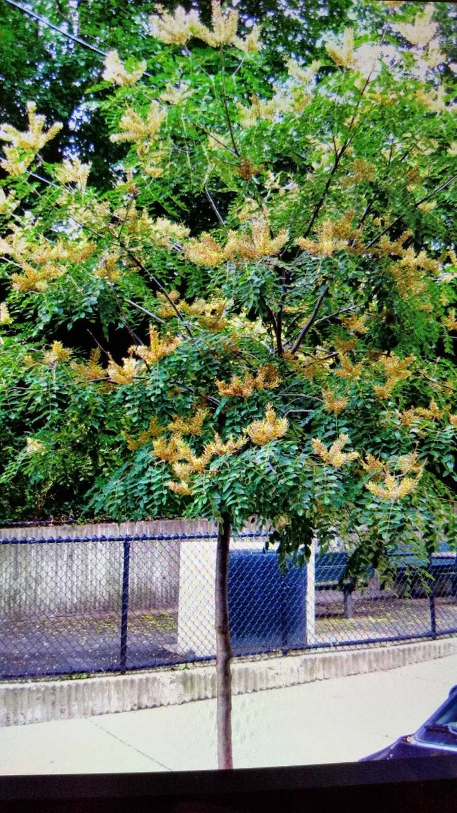 Renaissance Men: The Best Ornamental Trees For Calgary