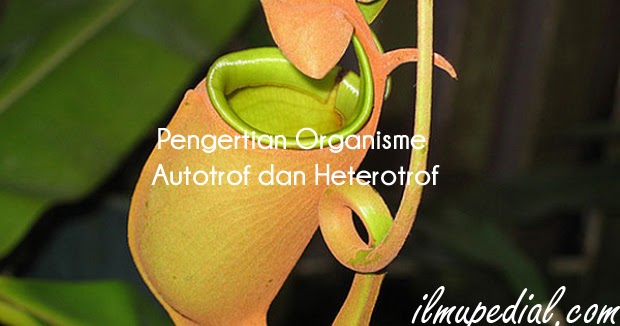 Pengertian Organisme Autotrof dan Heterotrof - Ilmu Pedial