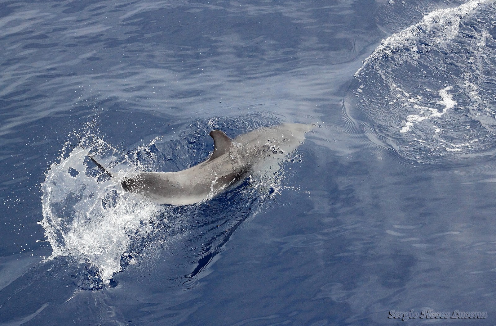 Viajes, Salidas, Naturaleza, (Fotografía).: Delfín Moteado (Stenella ...