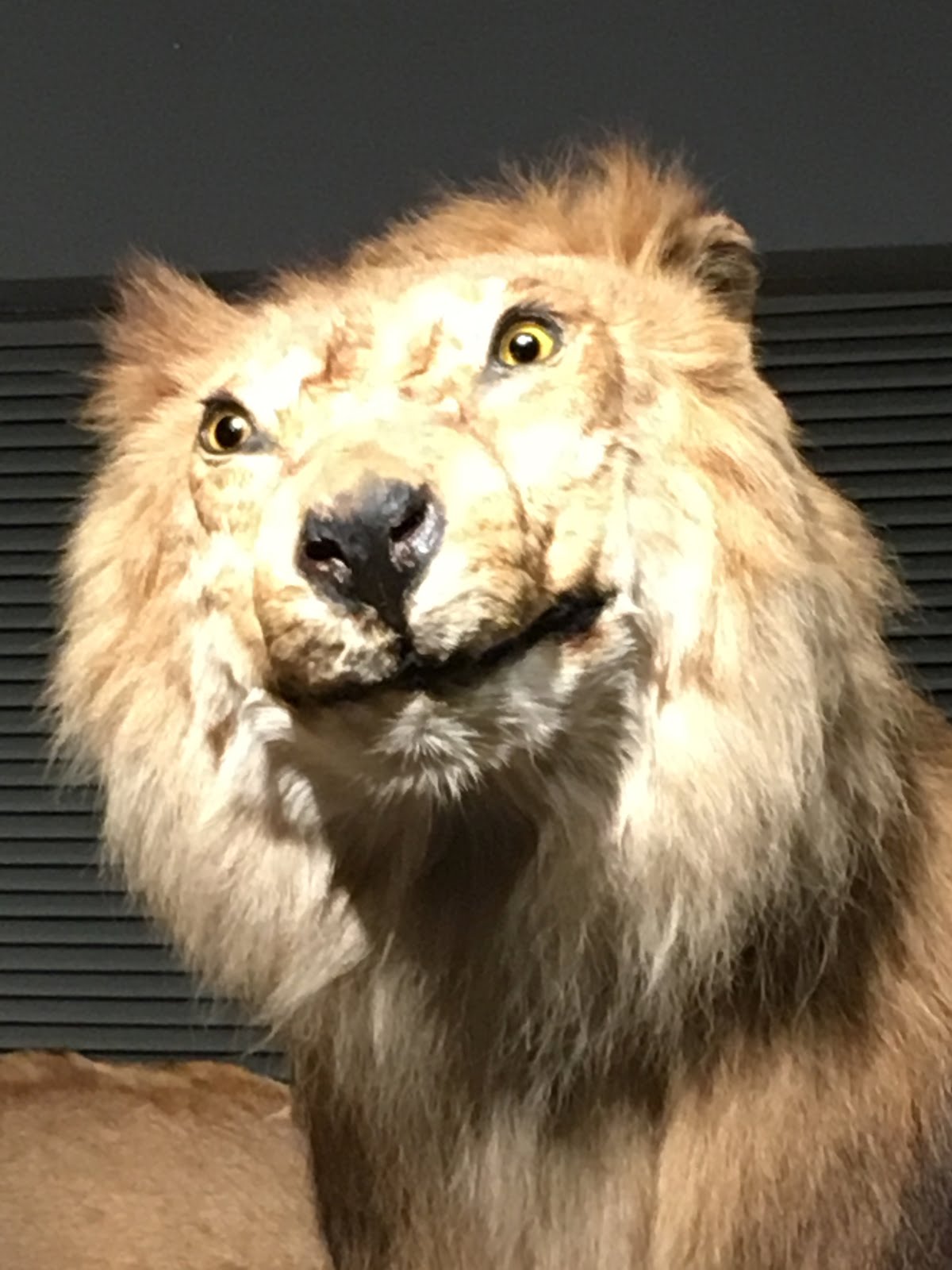 Shawna's Capstone Year in China