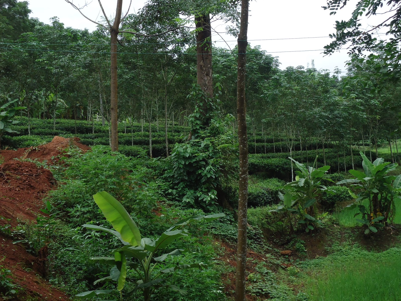 Bannablog: Mixed plantations