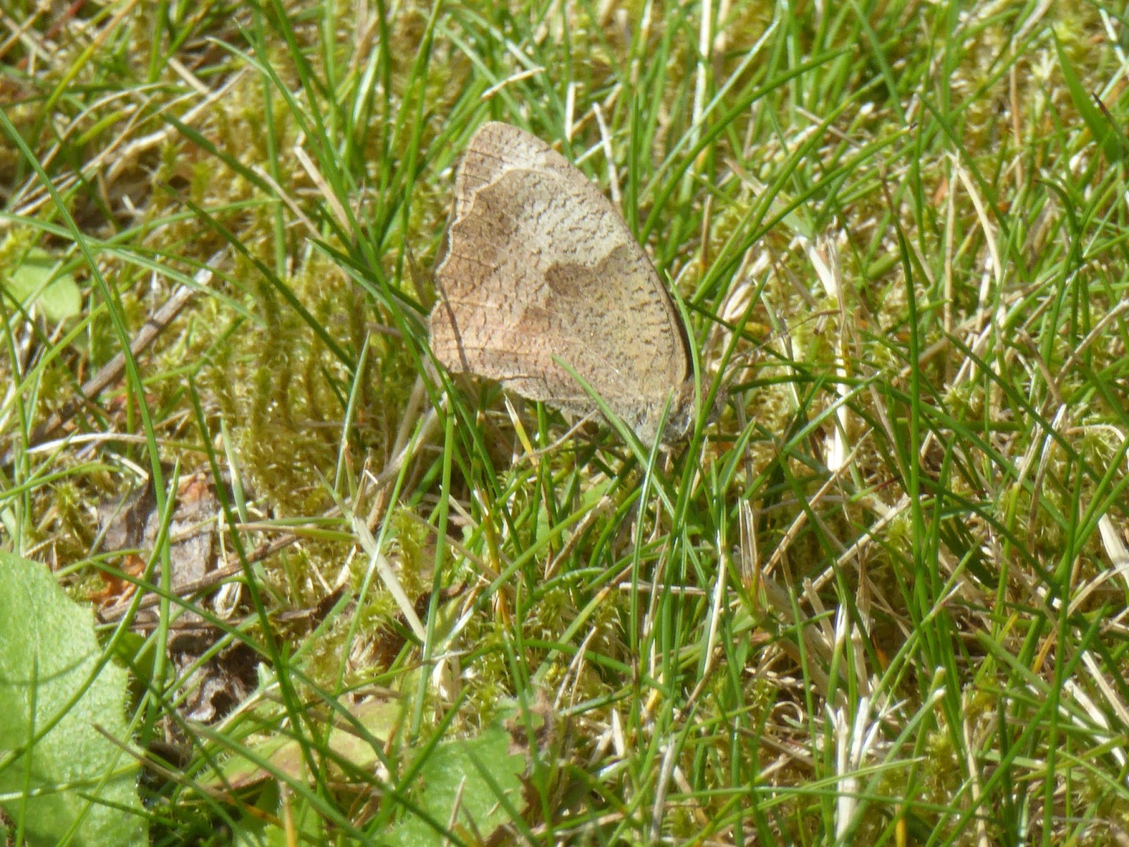 Wild and Wonderful: My Photos of (Largely UK) Butterfly Species