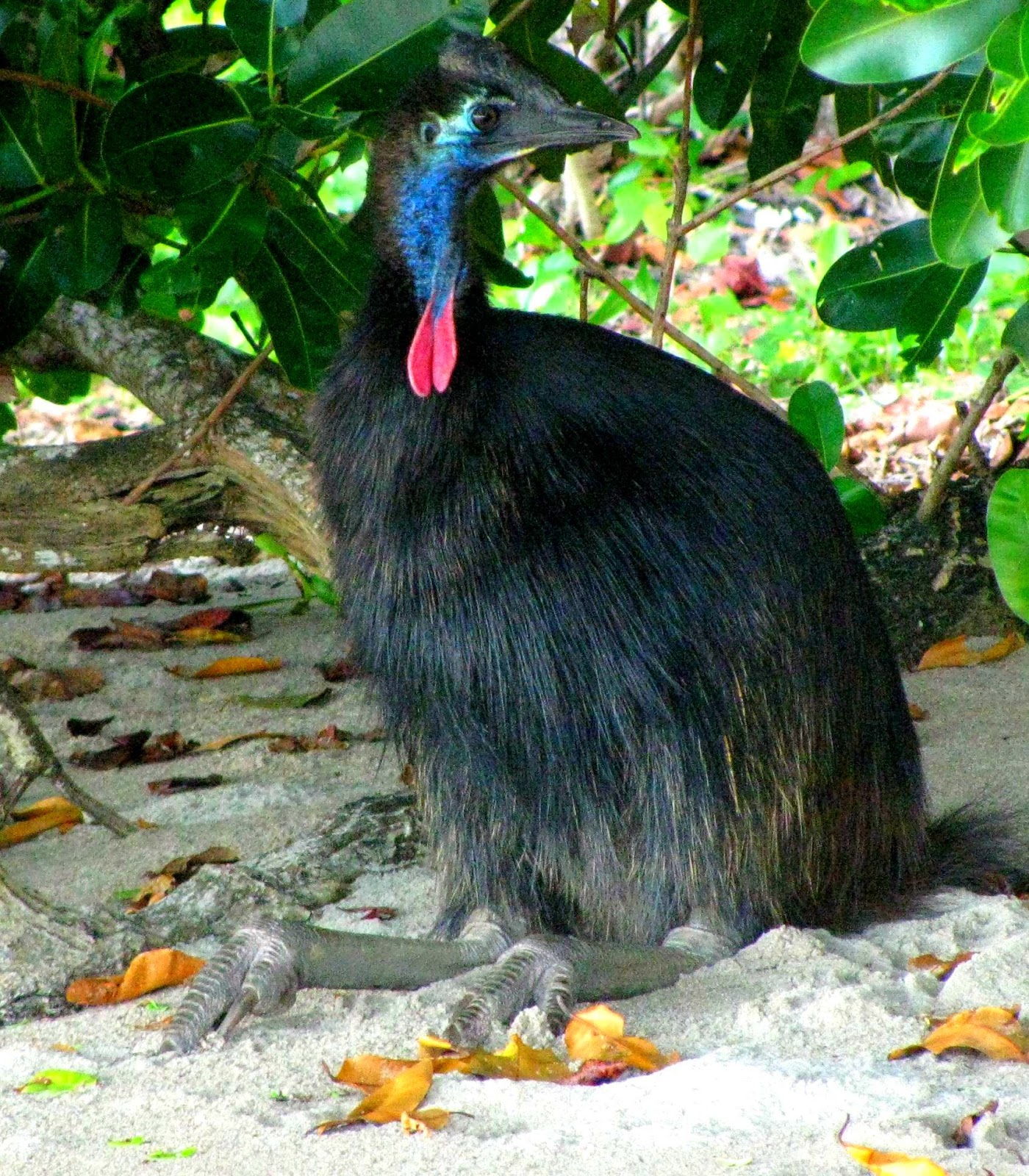 Cassowary Bird Facts And Photos | All Wildlife Photographs