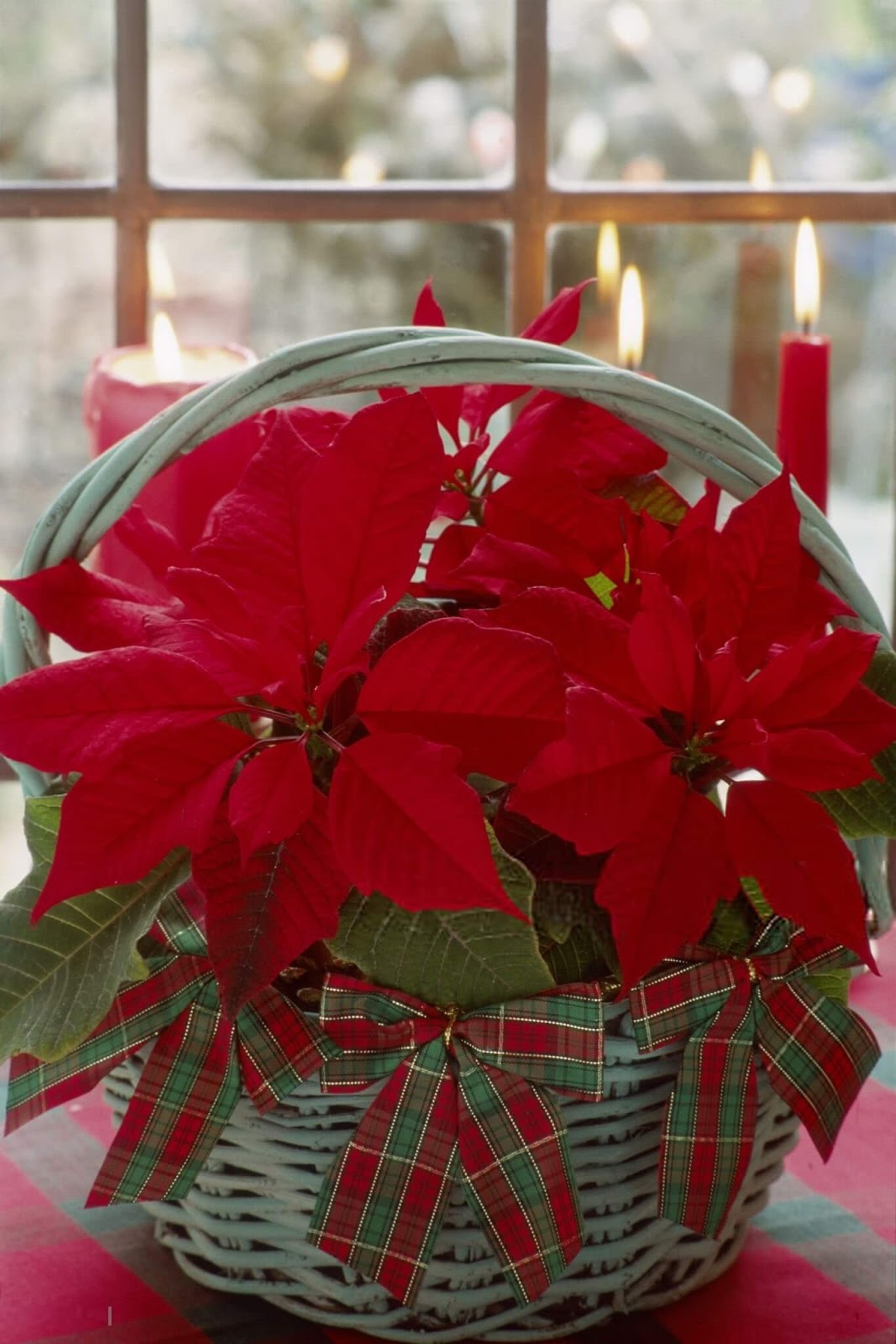 Beautiful Pictures of Christmas Flowers Free Download