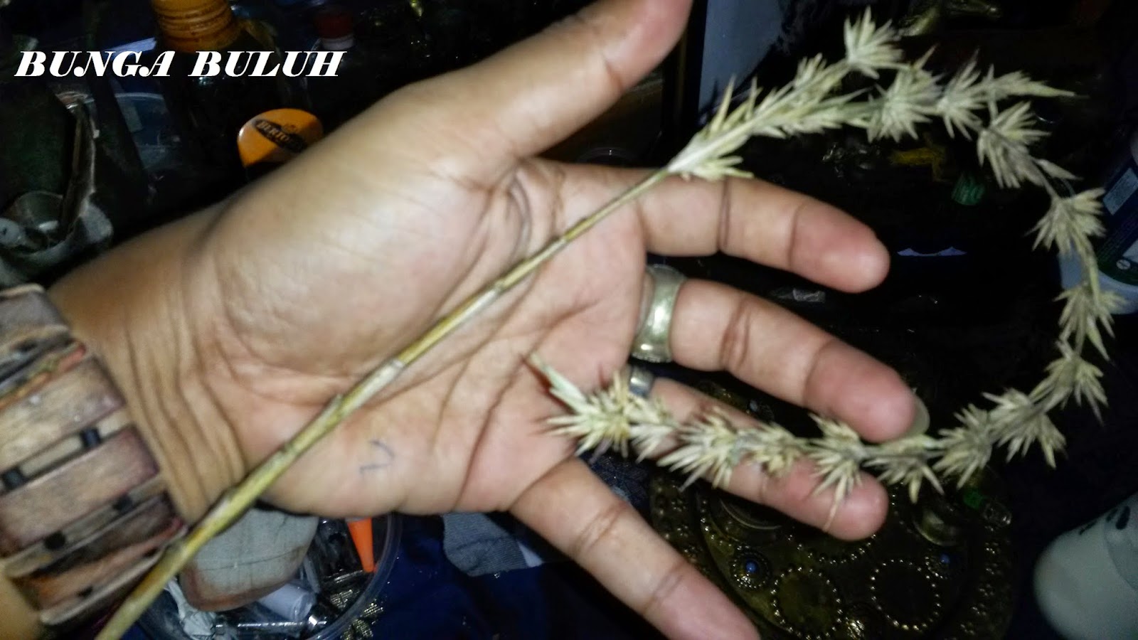 mistik-ajaib.blogspot.com: RARE!!!!! BUNGA BULUH UNTUK DIMAHARKAN