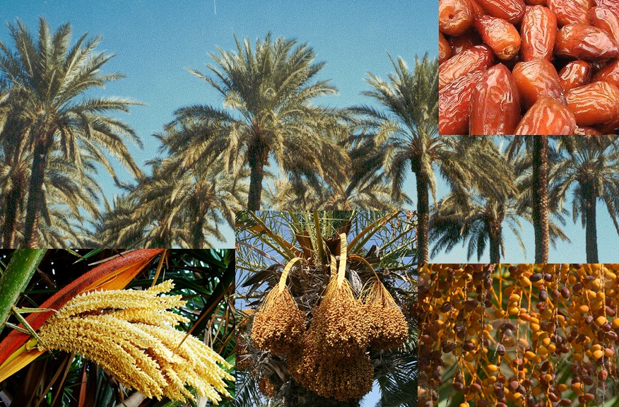 All about Ayurveda and Herbs: KHAJOOR Date Palm खजूर