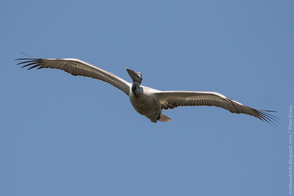 Păsări din Moldova: #173. Pelicanul creț