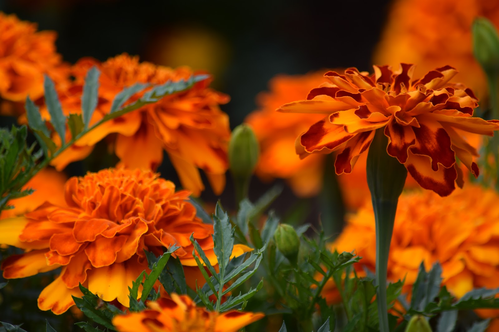 Fernando Ruz: Cempasúchil, la flor Azteca