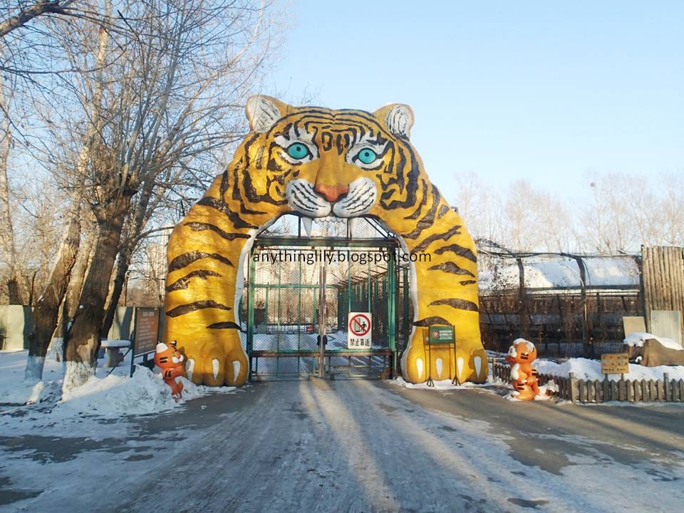 anythinglily: Harbin Part 5: Siberian Tiger Park