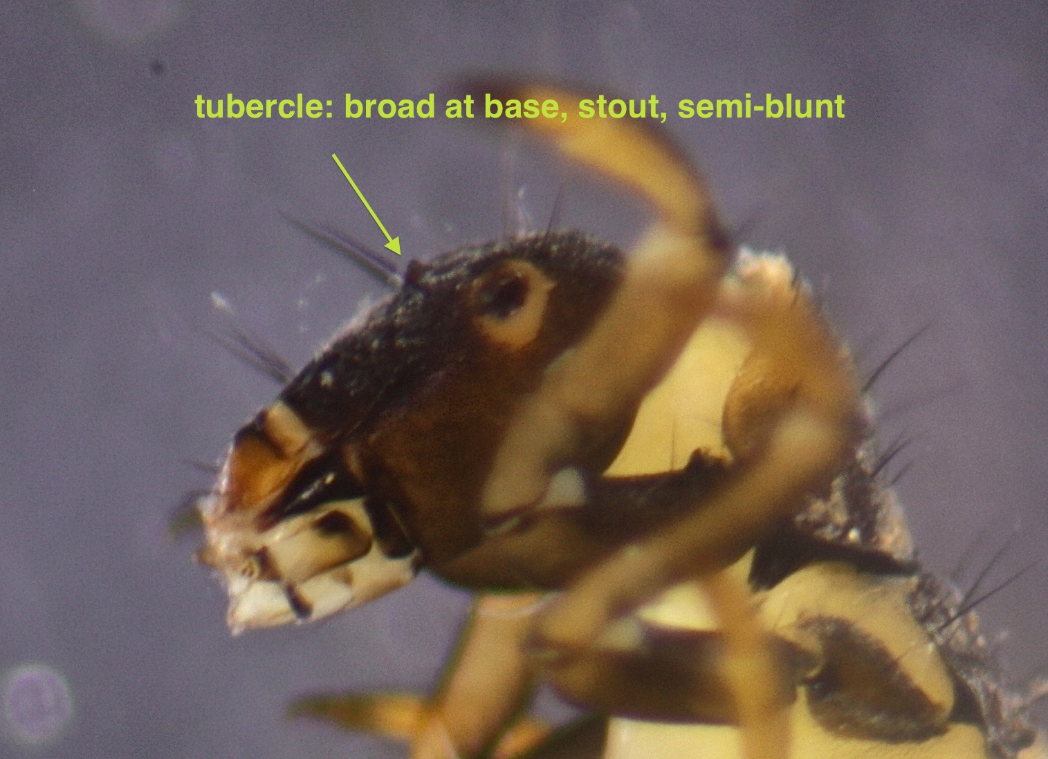 Aquatic Insects of Central Virginia: More on the tubercles on the ...
