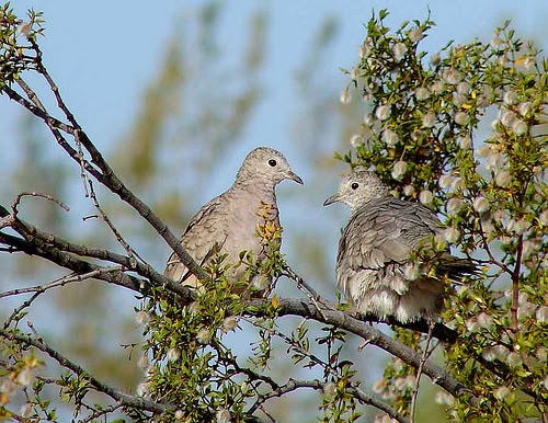 Birding Without Barriers: Mesa Electric Park Recognized as an Audubon ...