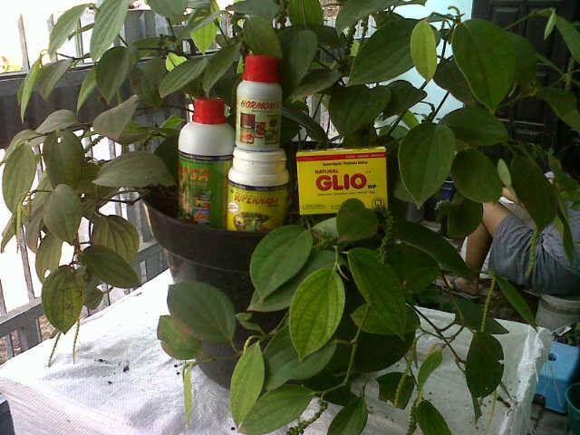 Teknik Budidaya Tanaman Lada ~ TOKO NATURAL NUSANTARA