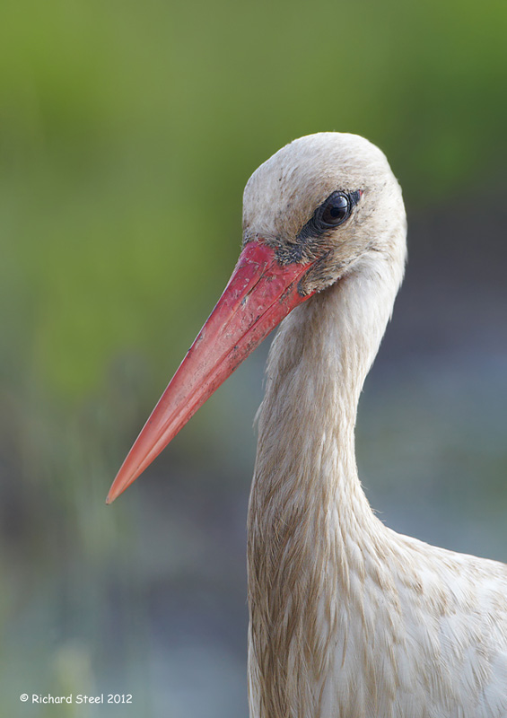 Wildlife Photographic Journals: July 2012