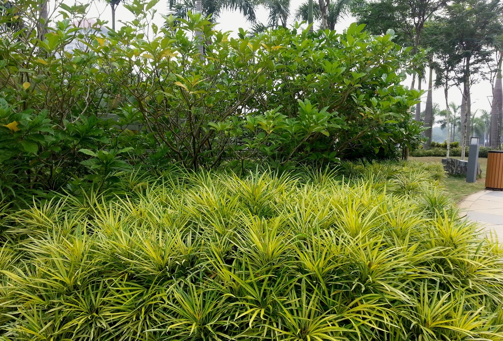 Laman Kambatik Plants list (4th ed.): Miagos Bush - Osmoxylon lineare