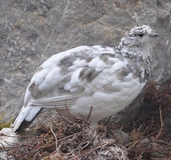 ZOOTOGRAFIANDO (6.100 ANIMALS): PERDIZ NIVAL / ROCK PTARMIGAN (Lagopus ...