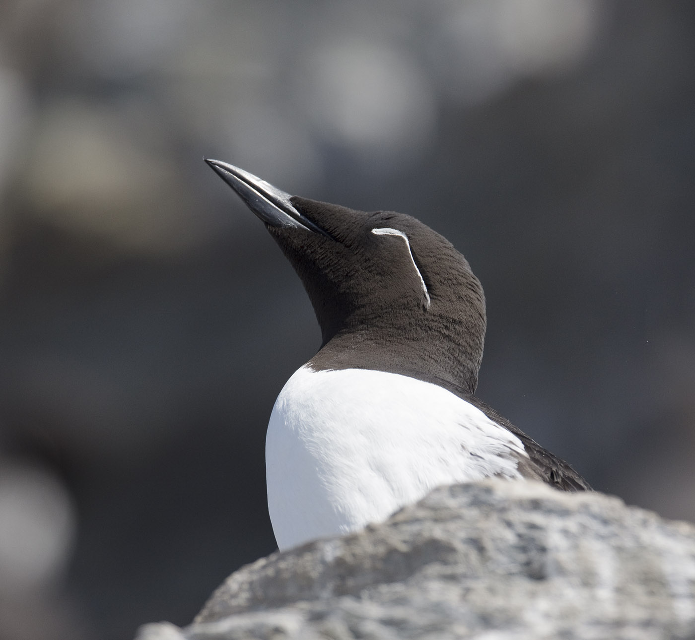 pewit: Arctic Guillemots