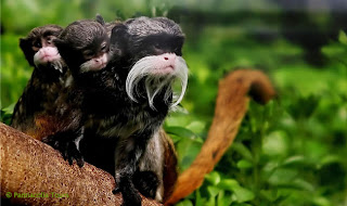 TRAVEL MACHU PICCHU PERU: TRAVEL MACHU PICCHU PERU