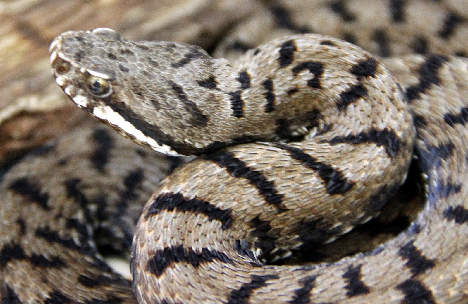 Höörbloggen: Huggormar i Höör