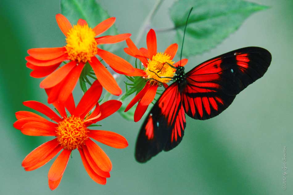 Chicago - Architecture & Cityscape: Judy Istock Butterfly Haven at ...
