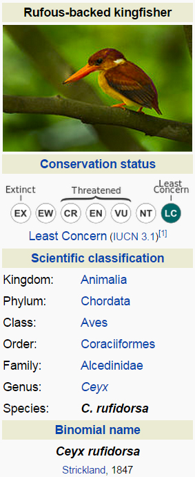 Burung Cantik: Burung Udang Api.