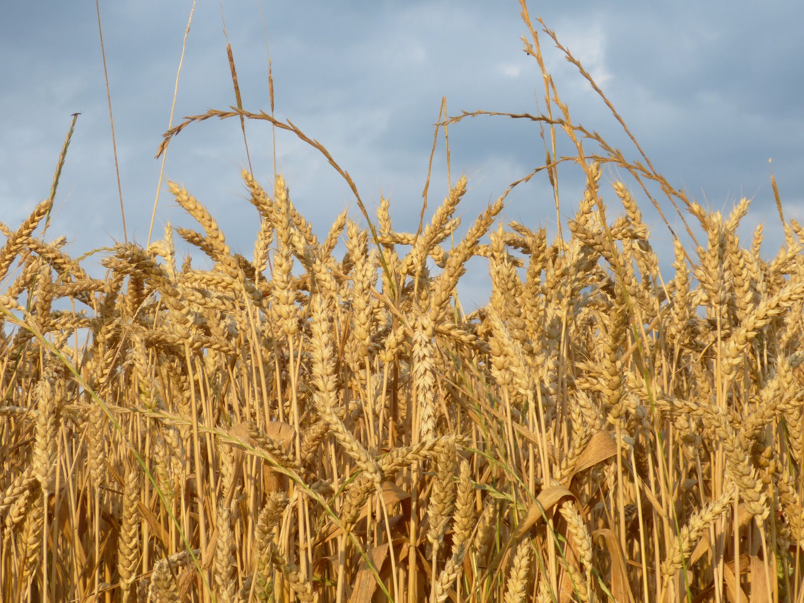 LE MAXIMUM: Épis et champs de blé - images libres